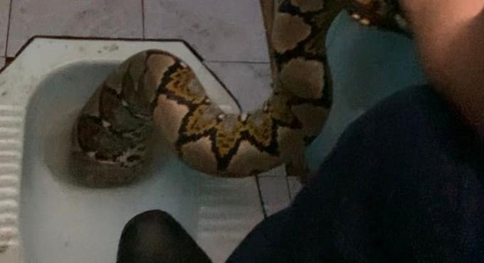 Viral di Medsos, Ular Piton Muncul Dalam Kloset Sekolah | Siber Bengkulu